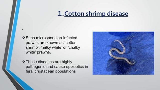 Shell fish parasitic disease | PPTX