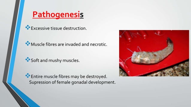 Shell fish parasitic disease | PPTX