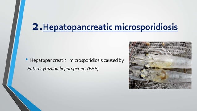 Shell fish parasitic disease | PPTX