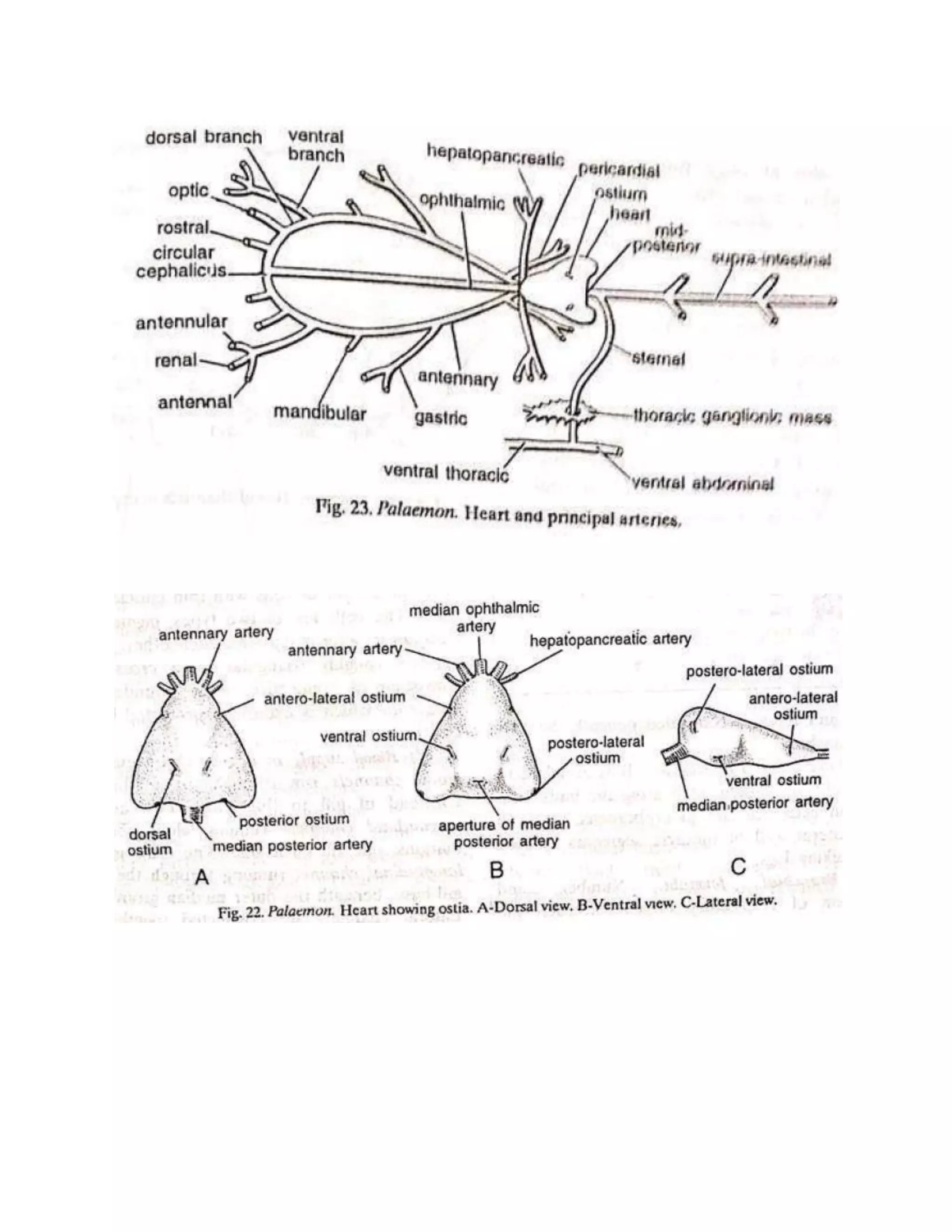 Shellfish ppt work..blood vascular system of prawn paleomon | PDF