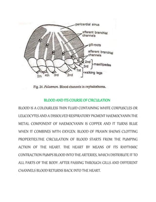 Shellfish ppt work..blood vascular system of prawn paleomon | PDF