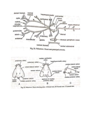 Shellfish ppt work..blood vascular system of prawn paleomon | PDF