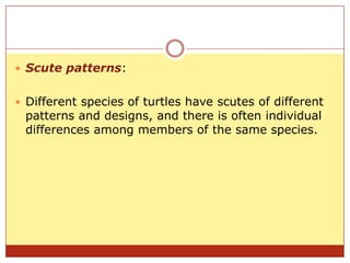 Shell of a turtle | PPTX