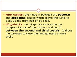 Shell of a turtle | PPTX