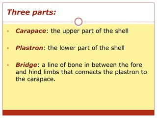 Shell of a turtle | PPTX