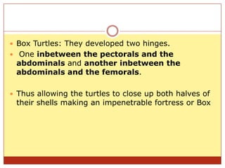 Shell of a turtle | PPTX