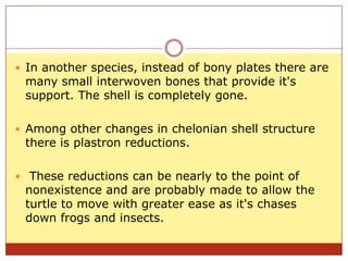 Shell of a turtle | PPTX