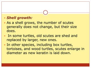 Shell of a turtle | PPTX