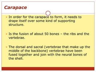 Shell of a turtle | PPTX