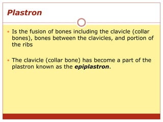 Shell of a turtle | PPTX | Reptiles | Pets