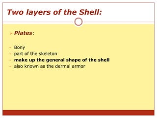 Shell of a turtle | PPTX