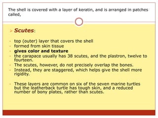 Shell of a turtle | PPTX