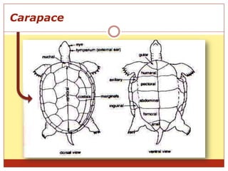 Tortoise Shell Anatomy
