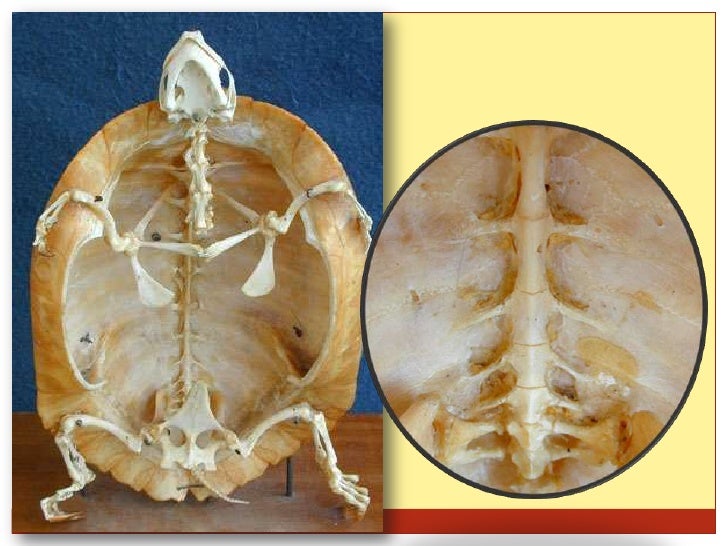 Shell of a turtle