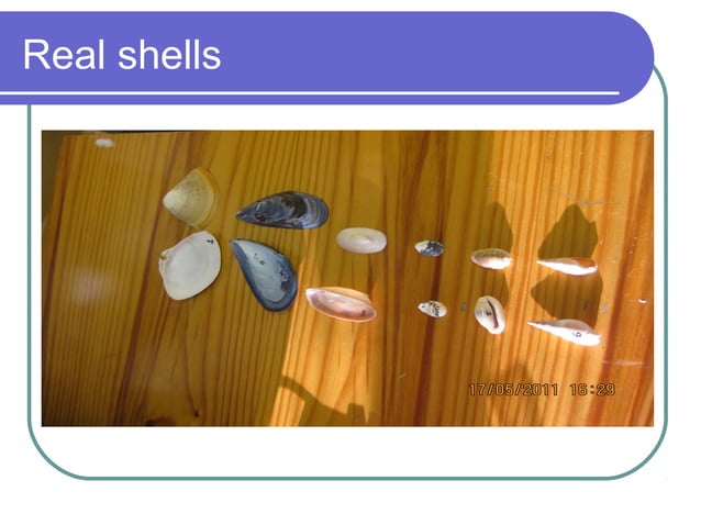 Shell workshop presentation | PPT