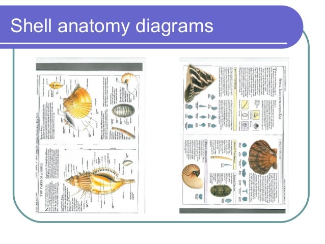 Shell workshop presentation