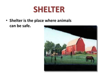 Shelter | PPTX