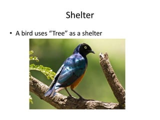 Shelter | PPTX