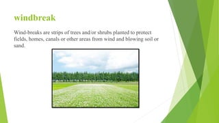 Shelterbelts and windbreaks | PPTX