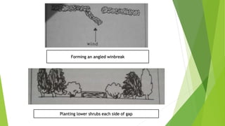 Shelterbelts and windbreaks | PPTX