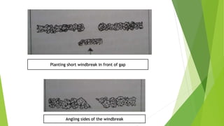 Shelterbelts and windbreaks | PPTX