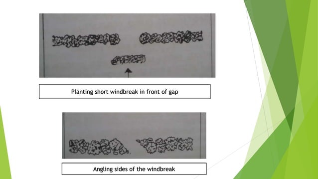 Shelterbelts and windbreaks | PPTX | Gardening | Home & Garden