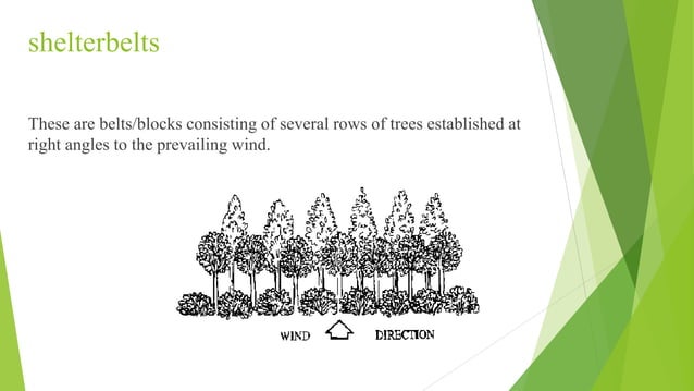 Shelterbelts and windbreaks | PPTX | Gardening | Home & Garden
