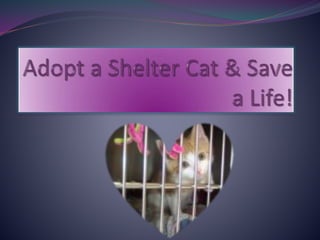 Shelter cat power point presentation | PPTX