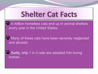 Shelter cat power point presentation | PPTX
