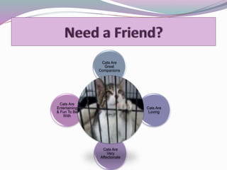 Shelter cat power point presentation | PPTX