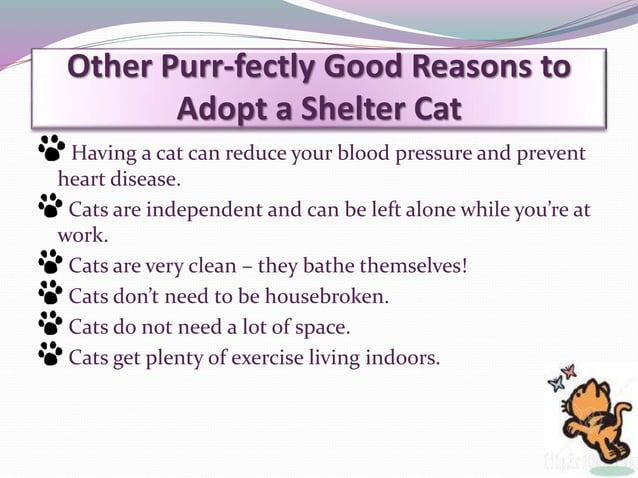 Shelter cat power point presentation | PPT