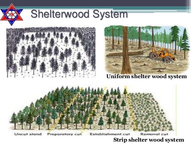 Shelterwood system jyoti ghimire
