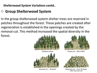Shelterwood system kishor aryal | PPT