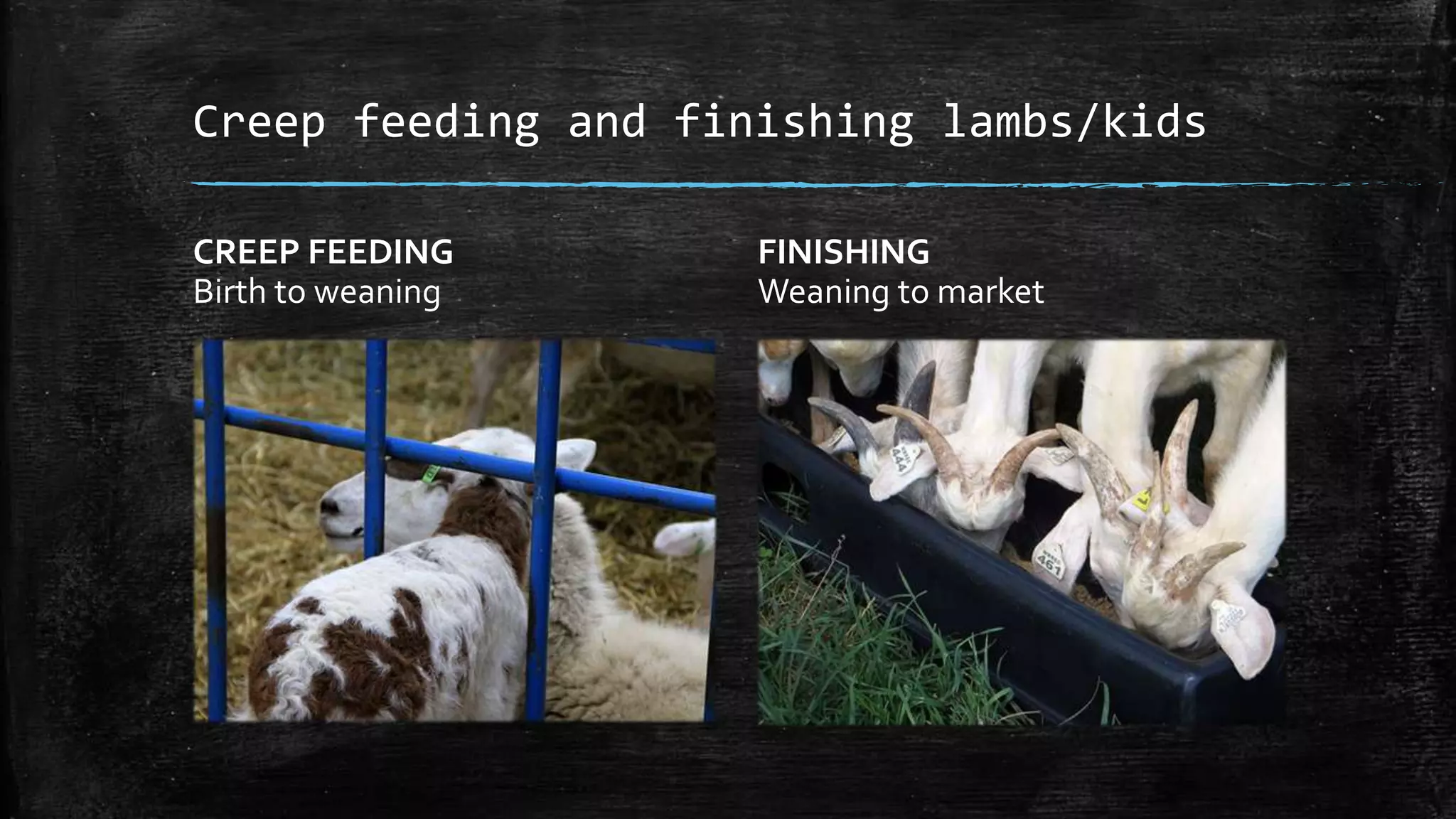 Creep feeding and finishing options for lambs and kids | PPTX