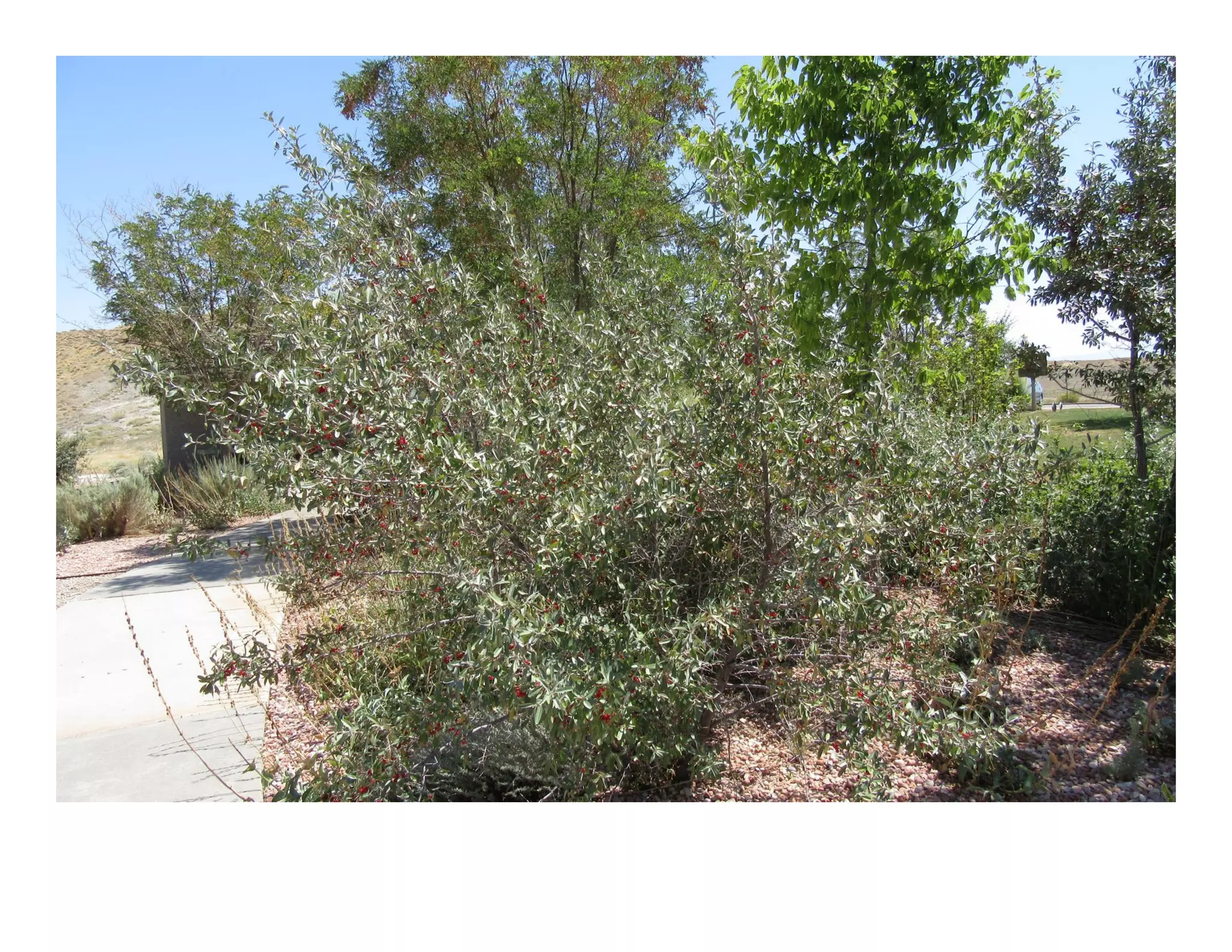 Shepherdia argentea photo show | PPT