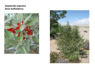 Shepherdia argentea photo show | PPT