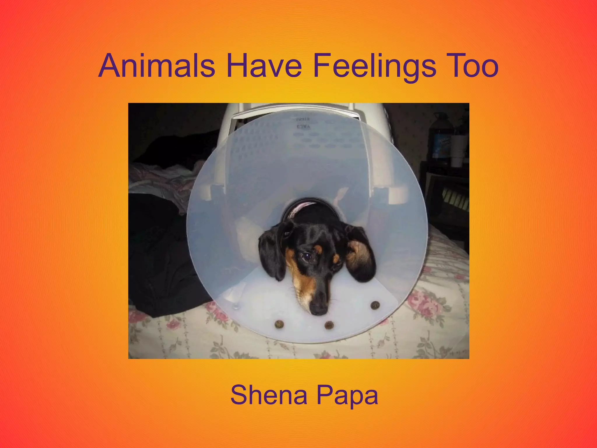 Animals Have Feelings too | ODP