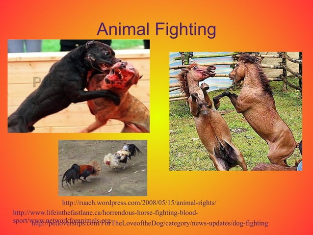 Animals Have Feelings too | PPT