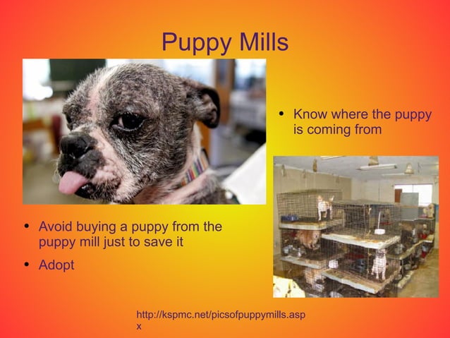 Animals Have Feelings too | PPT