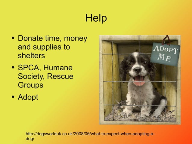 Animals Have Feelings too | PPT