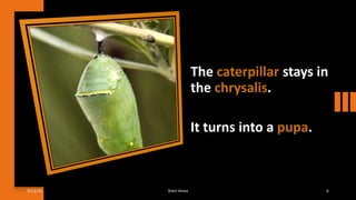 Sheri hines esl 433-N benchmark | PPT