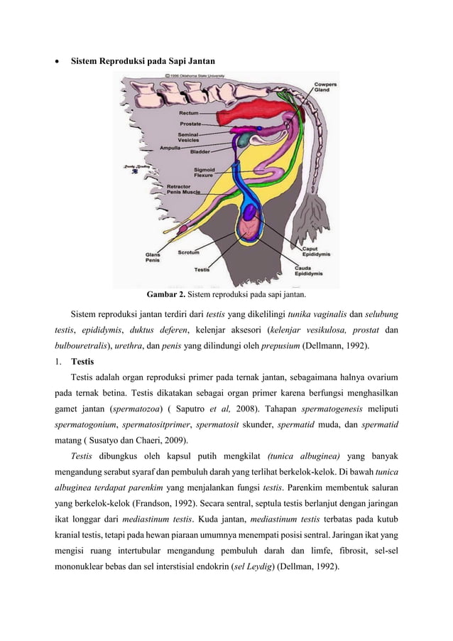 Sherly indah puspitasari 3425122223 uas struktur hewan | PDF