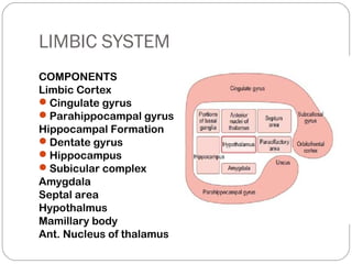 Sherlyn's neurobiology of emotions | PPT