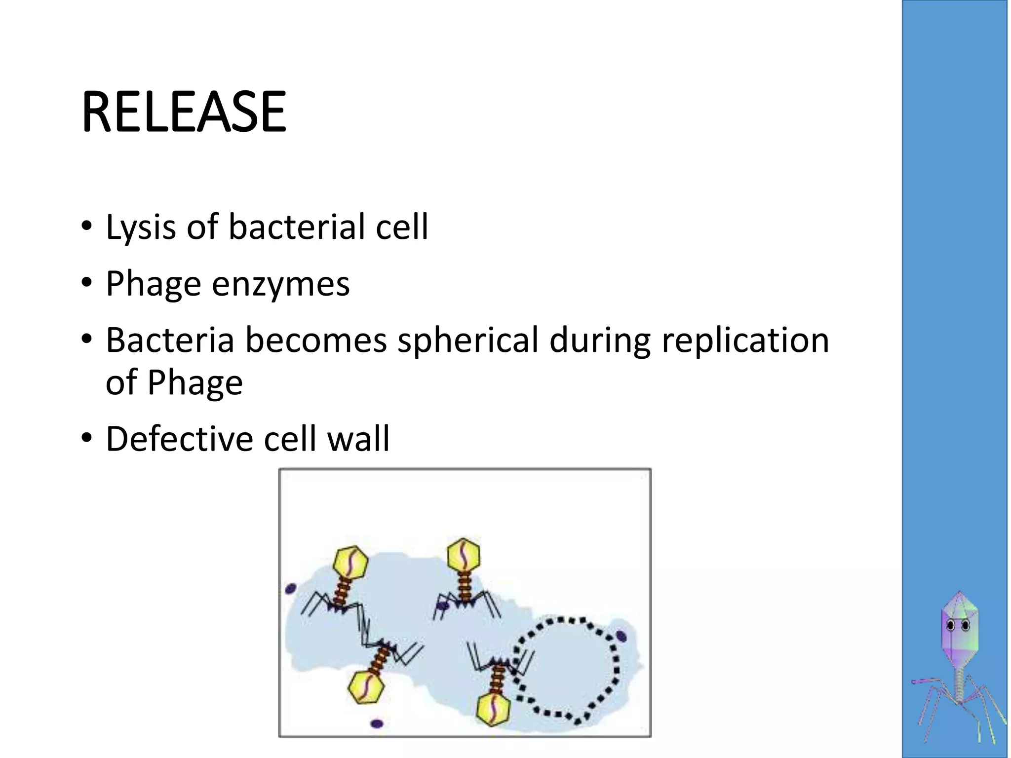 Bacteriophage | PPTX