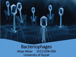 Bacteriophage | PPTX | Biological Sciences | Science