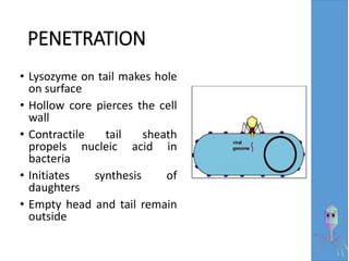 Bacteriophage | PPTX