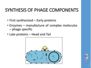 Bacteriophage | PPTX