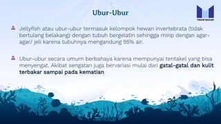Mengenal Ubur-Ubur Lebih Dekat | PPSX
