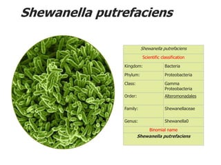 Shewanella | PPTX