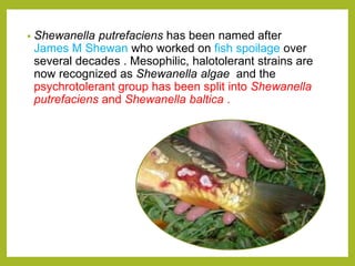 Shewanella | PPT